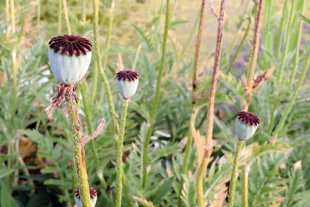 Poppy Corn Capsule - Free photo on Pixabay