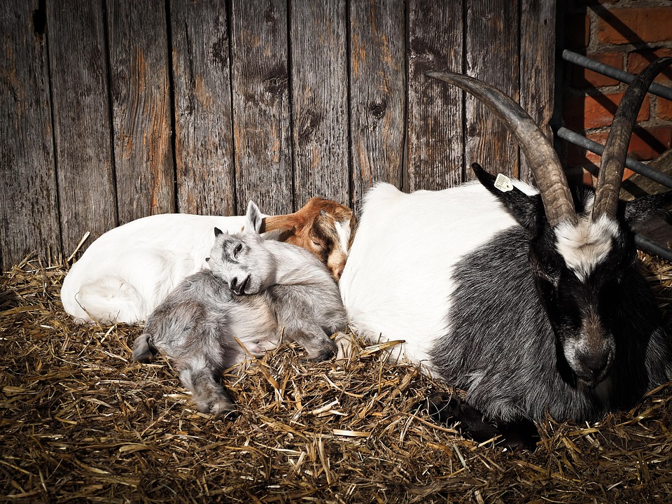 Goat Animal Farm Yard - Free photo on Pixabay - Pixabay