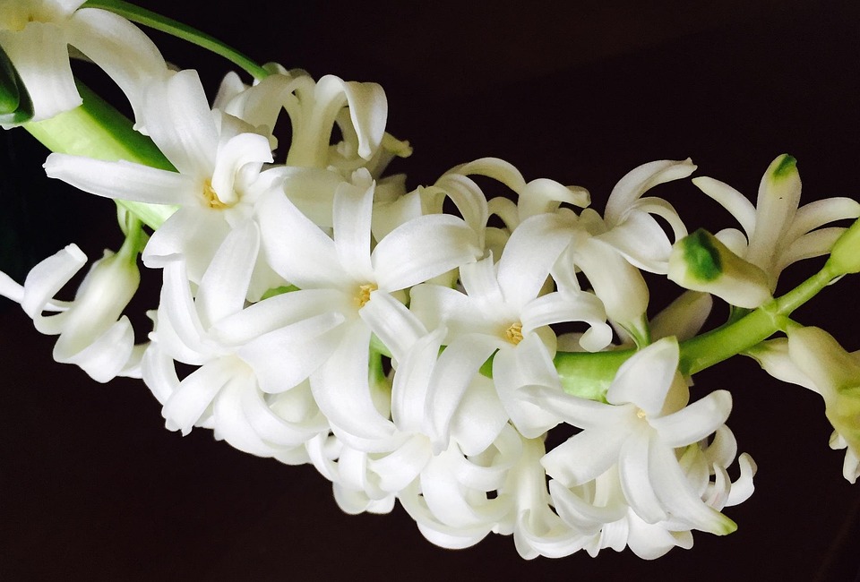 Fleur Le Printemps Pâques Fleurs - Photo gratuite sur Pixabay