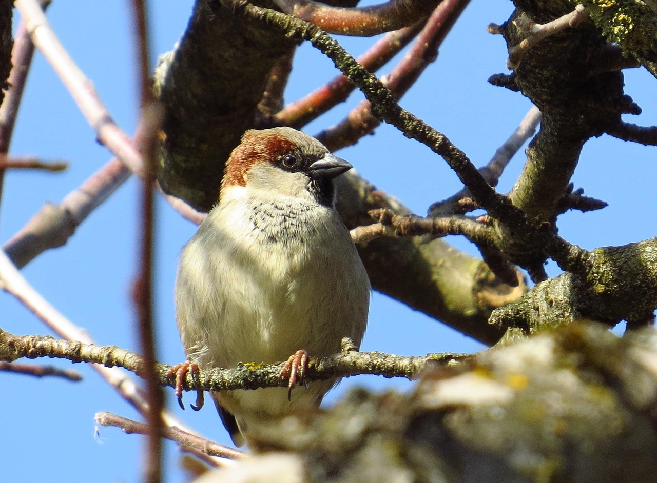 Sparrow Sperling Bird - Free photo on Pixabay - Pixabay