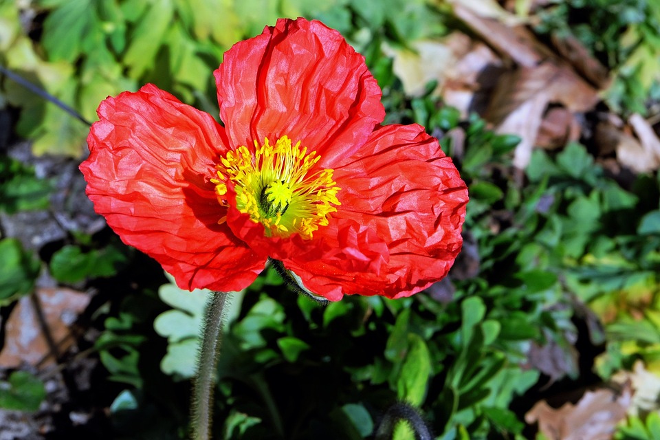 Poppy Blossom Bloom - Free photo on Pixabay