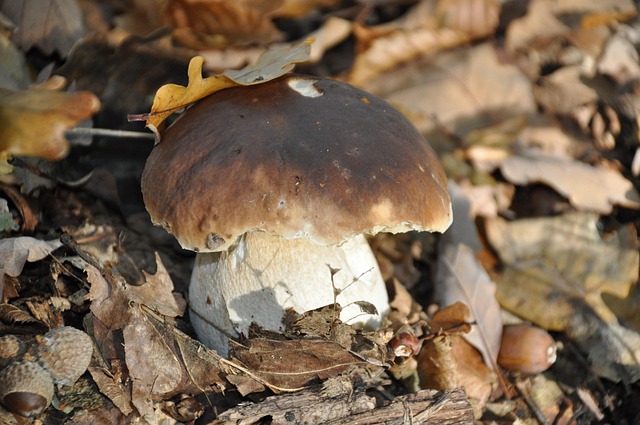 Bolet Cèpe Cueillette - Photo gratuite sur Pixabay - Pixabay