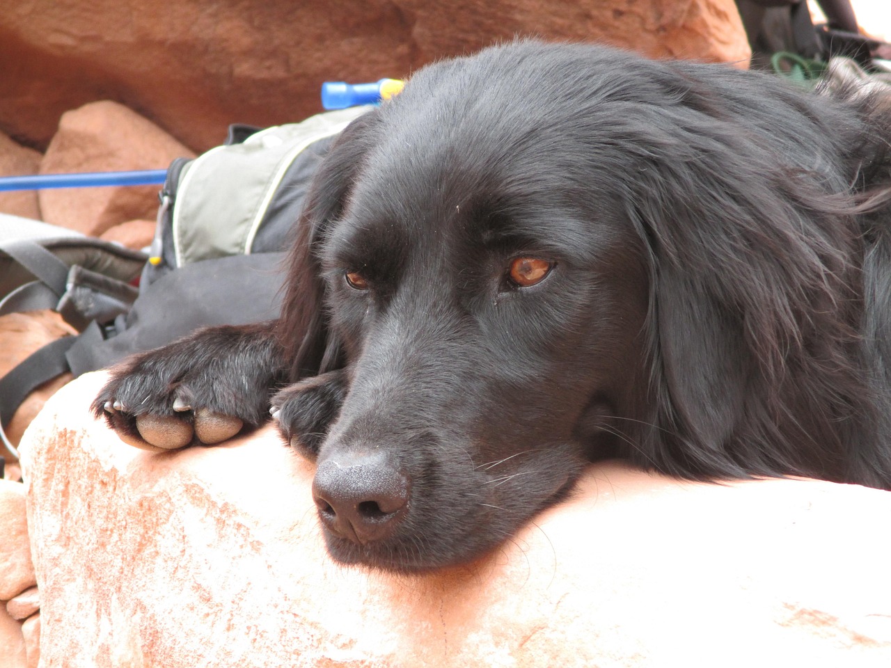 Black Labrador Dog - Free photo on Pixabay - Pixabay