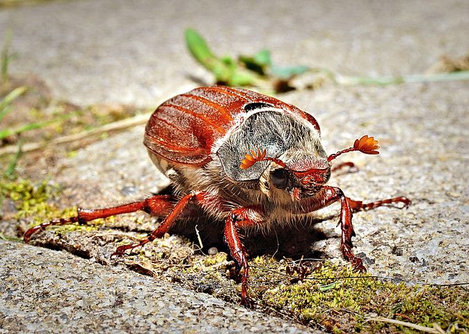 500+ Free Żuk & Insect Images - Pixabay