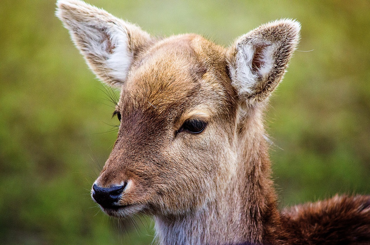 Cervo Gamo Selvagem - Foto gratuita no Pixabay - Pixabay