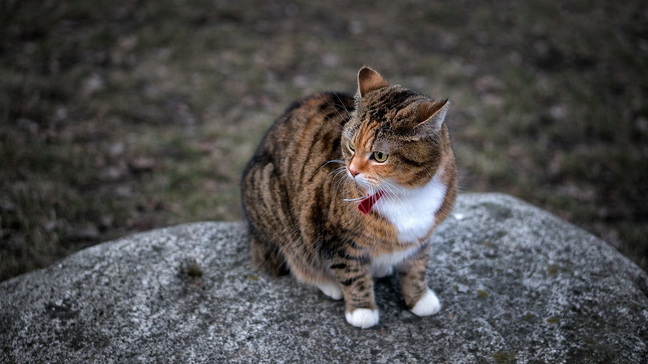 Cat Animal Sit Looking - Free photo on Pixabay - Pixabay