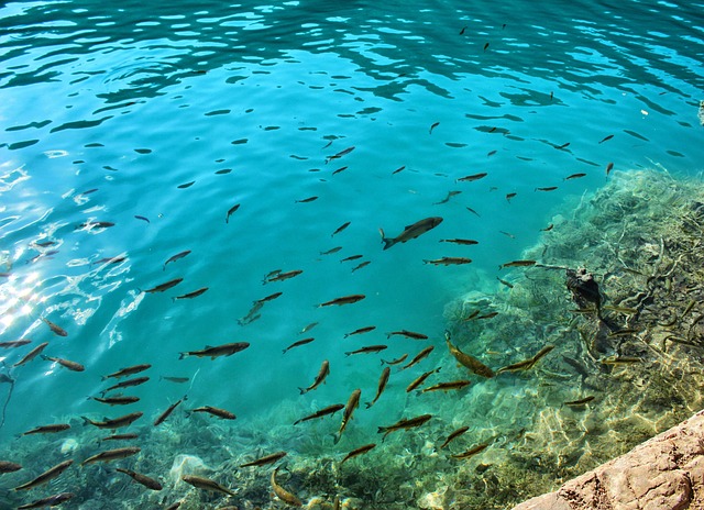 School Of Fish Water Clear - Free photo on Pixabay