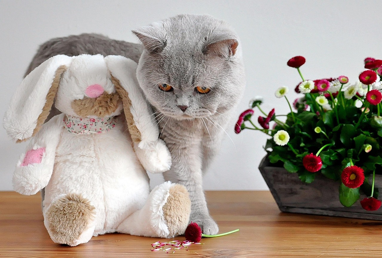 80+ Free Easter Cat & Easter Images - Pixabay