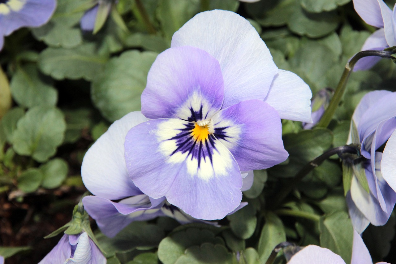 Pansy Viola Violet - Free photo on Pixabay - Pixabay