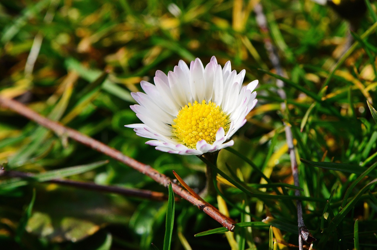 Bunga Aster Padang Rumput - Foto gratis di Pixabay - Pixabay