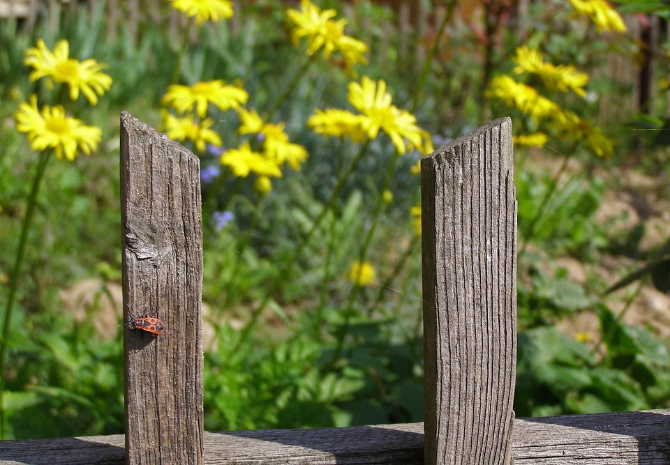 The Fence Garden Insect - Free photo on Pixabay - Pixabay