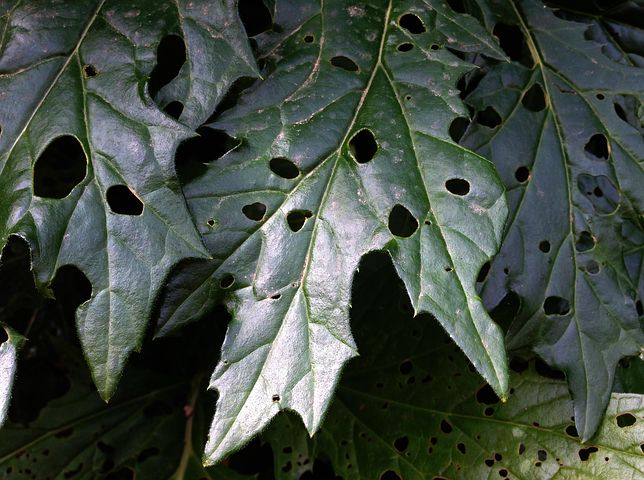 70+ Free Acanthus & Nature Photos - Pixabay