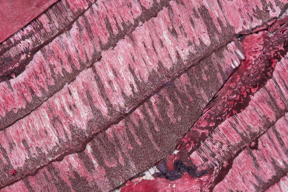 Wood Bark Structure - Free photo on Pixabay - Pixabay
