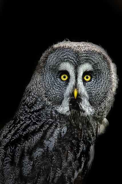 Scary Owl At Night