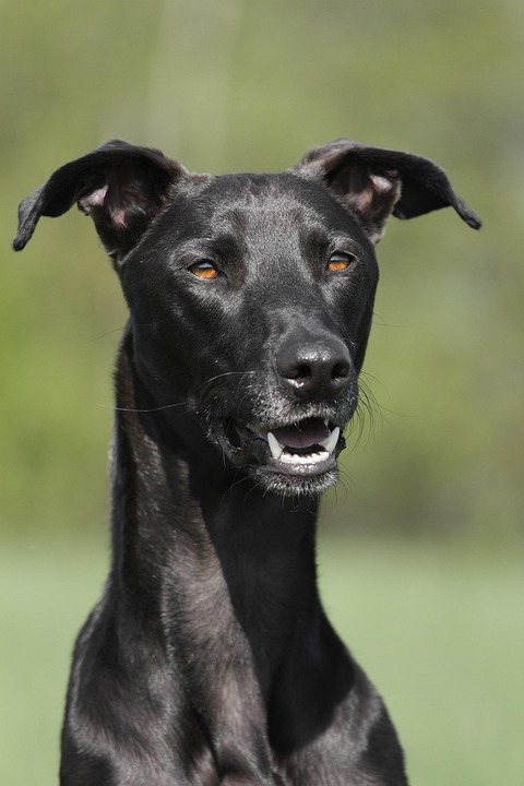 Cachorro Retrato Perfil - Foto gratuita no Pixabay - Pixabay