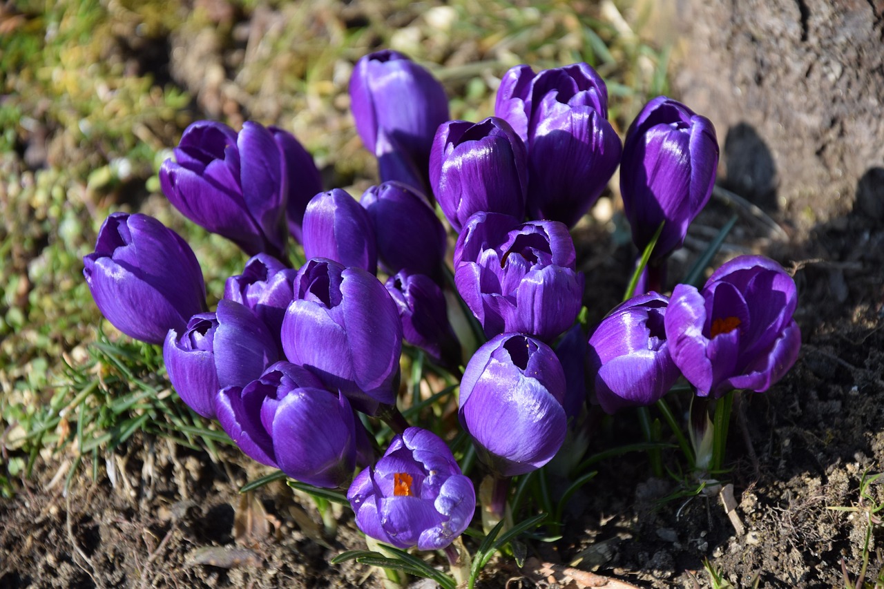 Tulipanes Primavera Flores - Foto gratis en Pixabay - Pixabay
