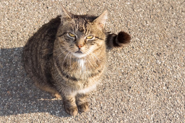 Chat Domestique Ronronner - Photo gratuite sur Pixabay - Pixabay