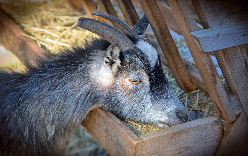 Cabra Animal Fazenda - Foto gratuita no Pixabay - Pixabay