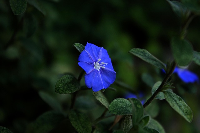 Blue Flower From The Savannah - Free photo on Pixabay