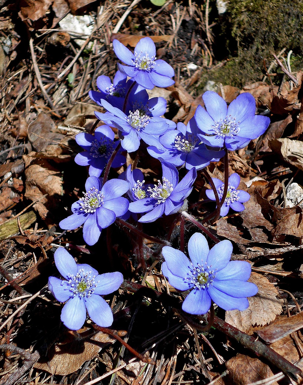 200+ ilmaista Sinivuokko & Kukka Tapetti kuvaa - Pixabay