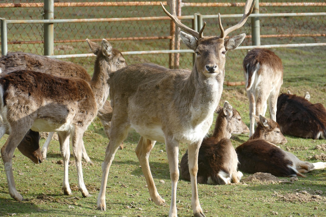 Nature Animals Wild - Free photo on Pixabay - Pixabay