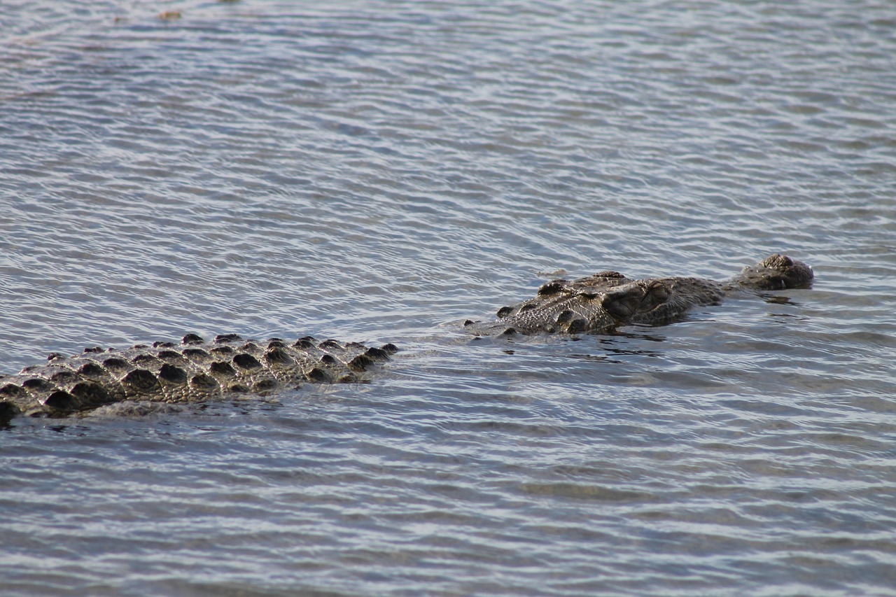 1,000+ Free Cozumel Alligator & Alligator Images - Pixabay