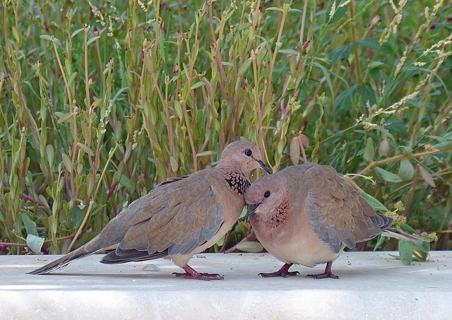 Palm Pigeons Pigeon Species Birds - Free photo on Pixabay - Pixabay