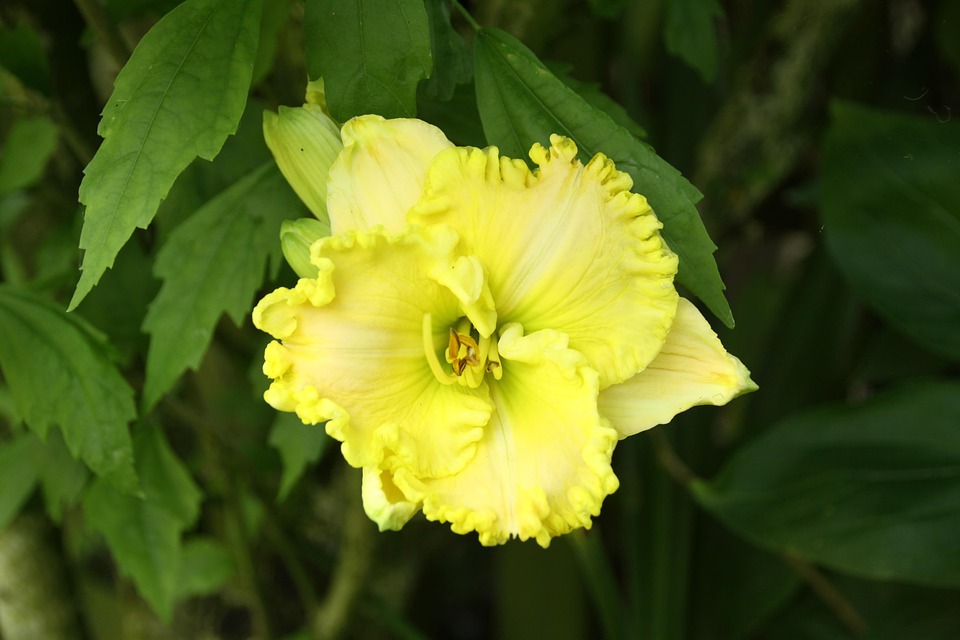 Azucena Jardín Flor - Foto gratis en Pixabay
