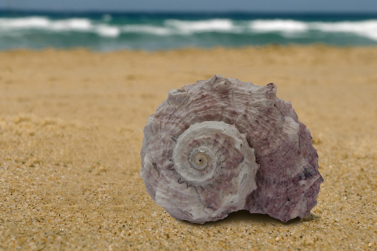 Caracol De Mar - Foto gratis en Pixabay - Pixabay