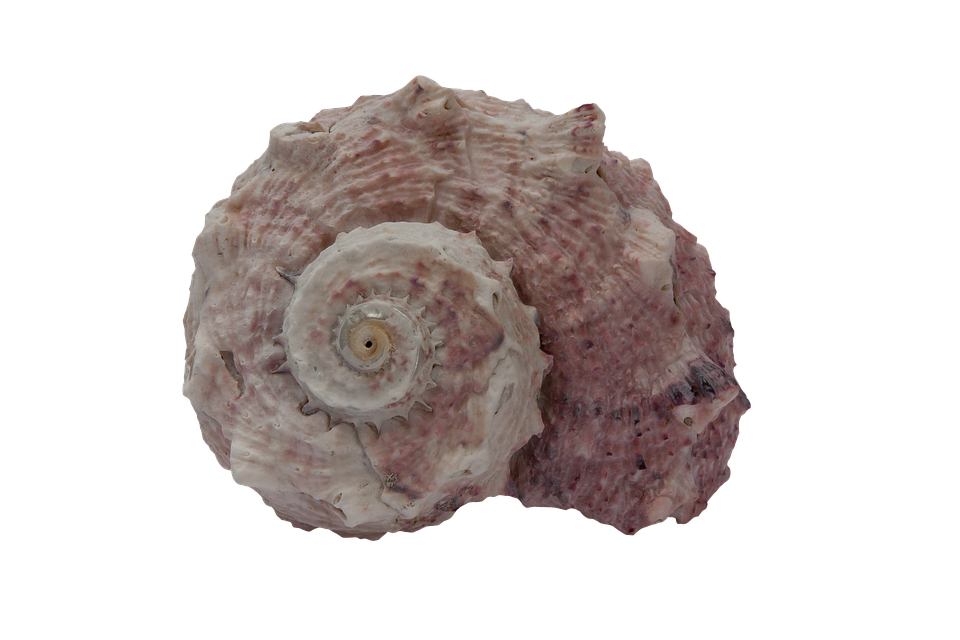 Caracol De Mar - Foto gratis en Pixabay - Pixabay