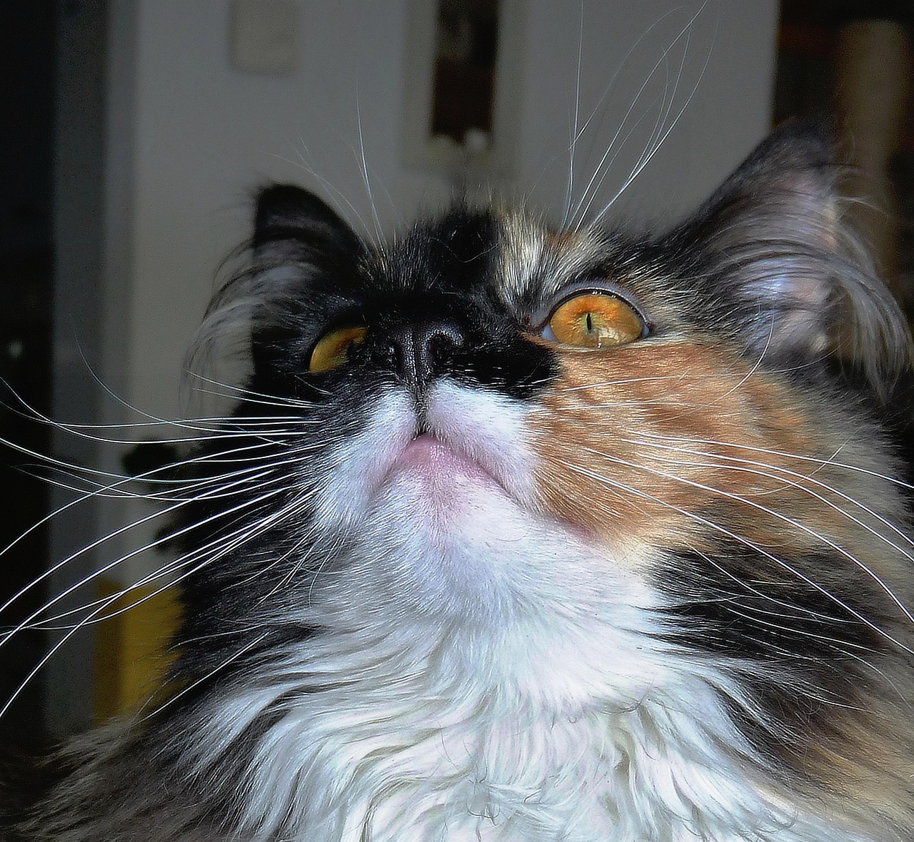 Cat Face Eye - Free photo on Pixabay - Pixabay