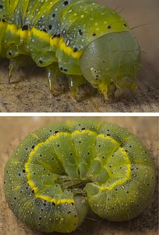 40+ Gambar Larva Kuning & Serangga Gratis - Pixabay