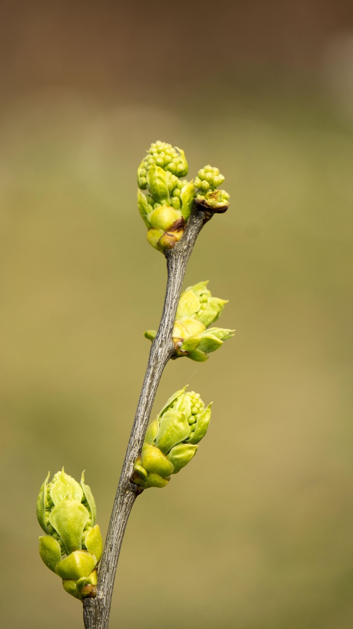 Spring New Shoots Bud - Free photo on Pixabay