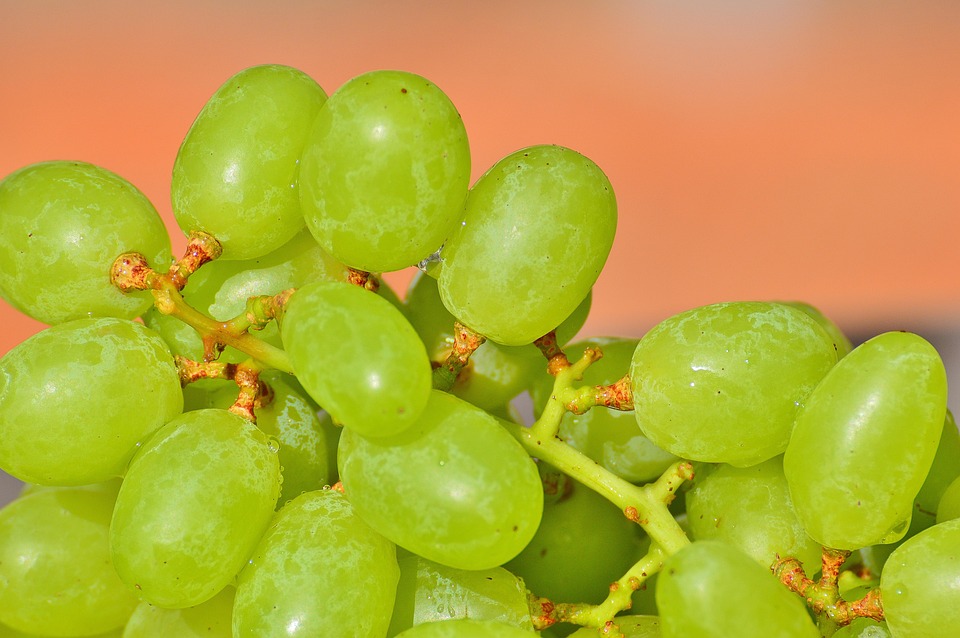 Uvas Frutas