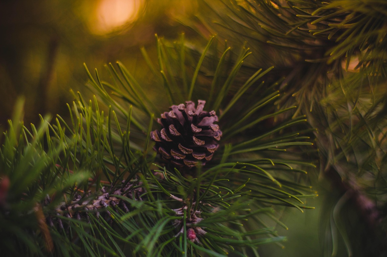 900+ Free Acorn & Autumn Images - Pixabay