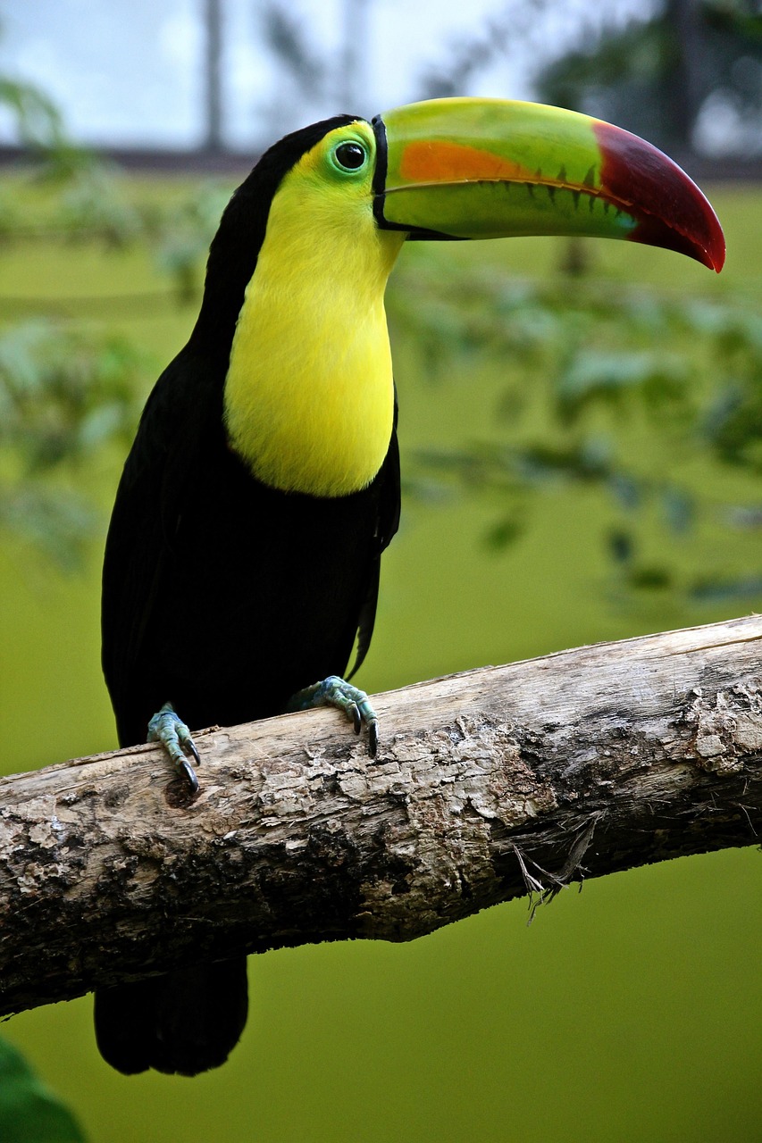 M s De 300 Fotos De Tuc n Y Naturaleza Gratis Pixabay