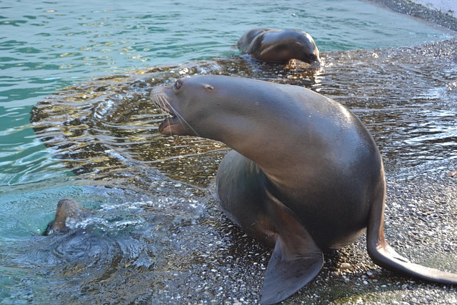Foca Zoo Agua Criaturas - Foto gratis en Pixabay - Pixabay