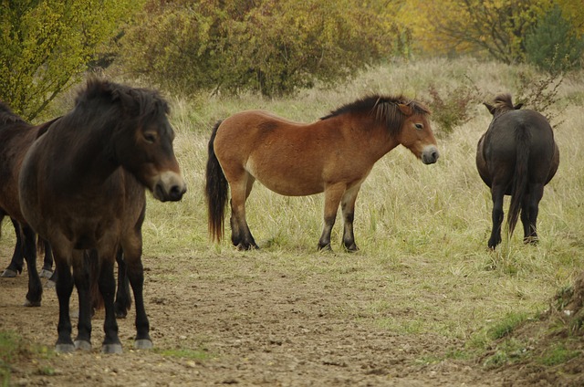 Wildes Pferd Tier - Kostenloses Foto auf Pixabay - Pixabay