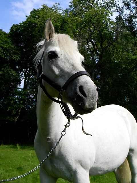 Cheval Poney Portrait - Photo gratuite sur Pixabay - Pixabay