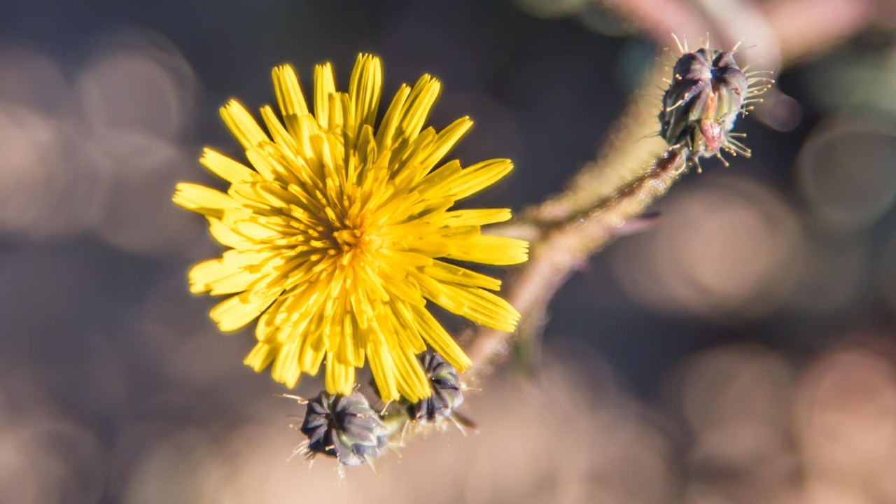 Bunga Kuning - Foto gratis di Pixabay - Pixabay
