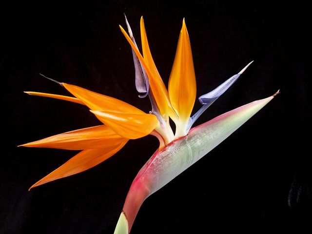 4,000+ Free Tropical Flowers & Tropical Photos