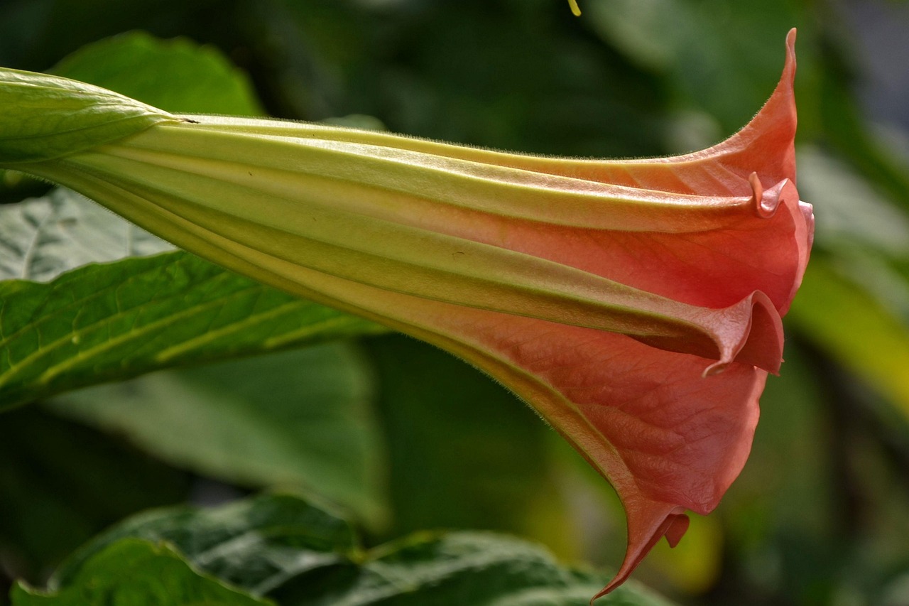 100+ Free Angel'S Trumpet & Trumpet Images - Pixabay