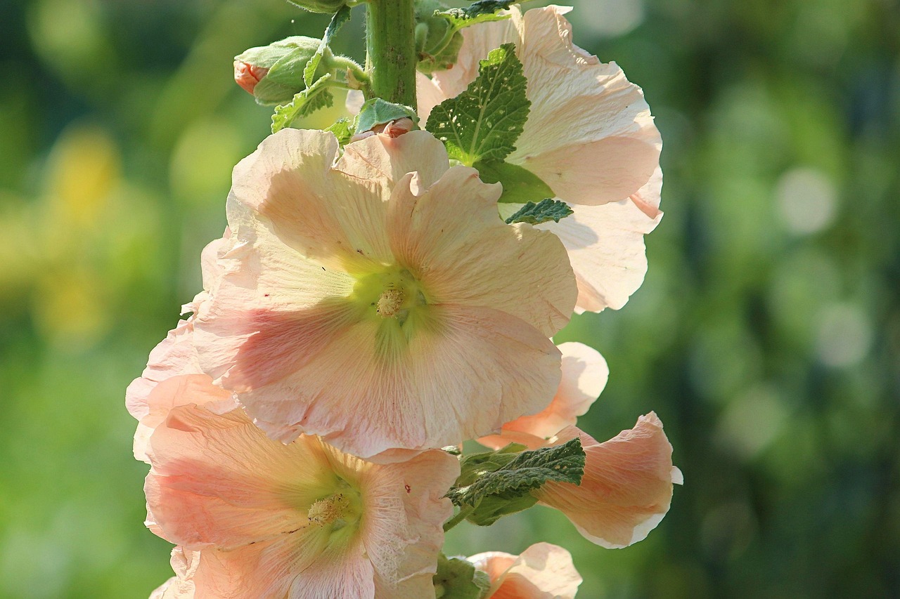 700+ Free Hollyhocks & Bloom Images - Pixabay