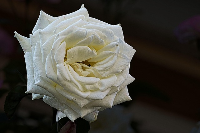 10,000+ Free 세미 오픈 로즈 & Rose Images - Pixabay