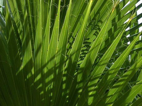 9+ Free Palmetto Palm & Palmetto Images - Pixabay