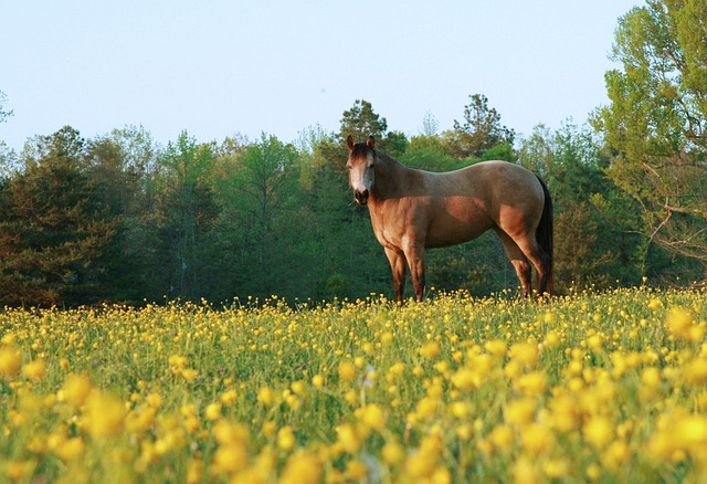 Horse Countryside Rural - Free photo on Pixabay - Pixabay