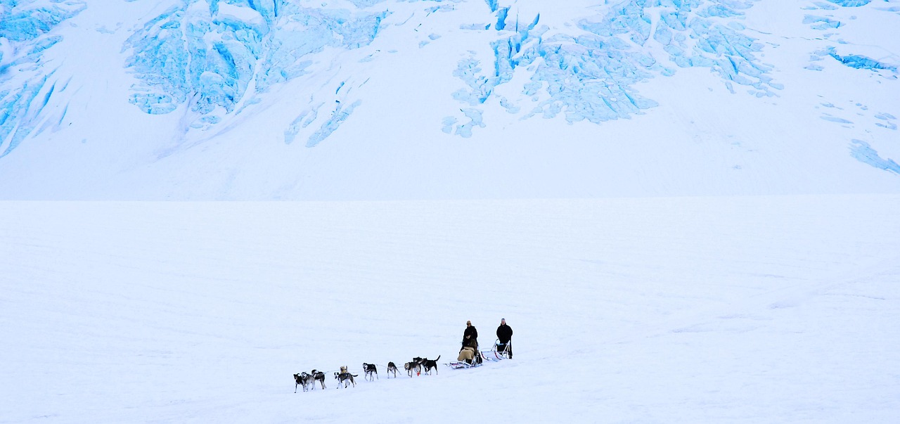 50,000+ Free Sled Dog & Dog Images - Pixabay