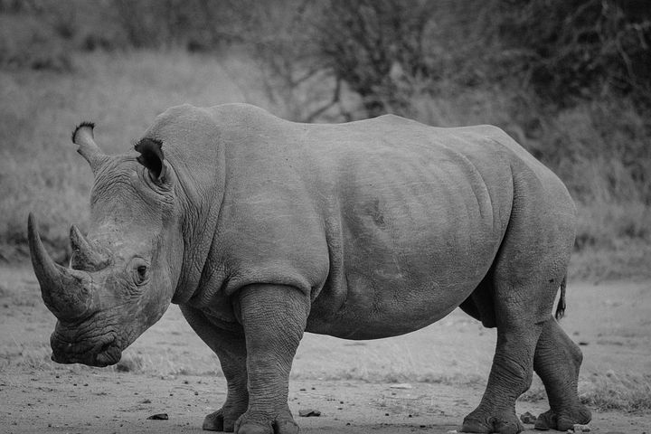 900+ kostenlose Nashorn und Tier-Bilder - Pixabay