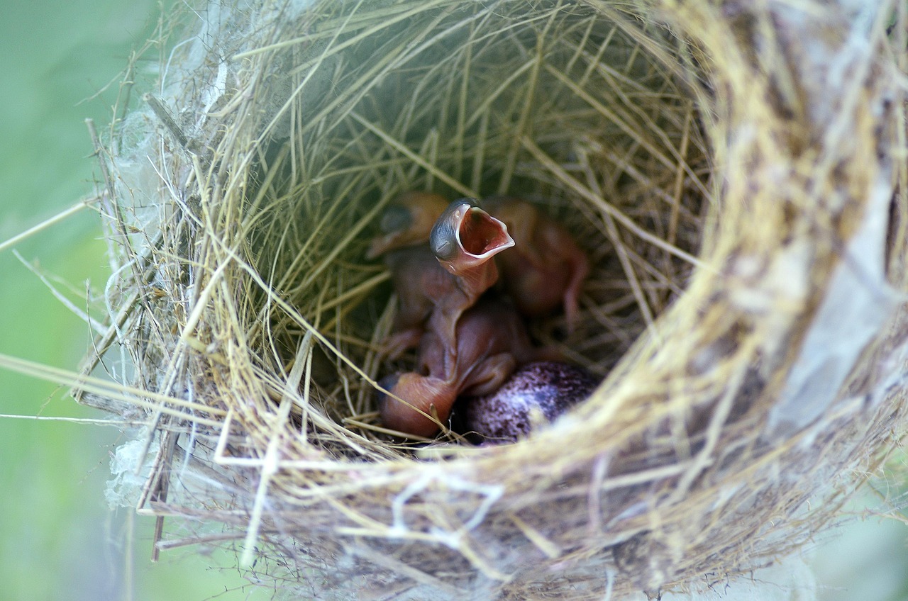 Vogelnest Nest Natuur - Gratis foto op Pixabay