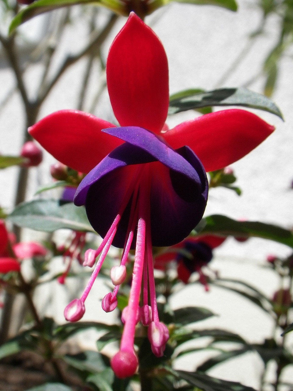Flor Naturaleza - Foto gratis en Pixabay - Pixabay